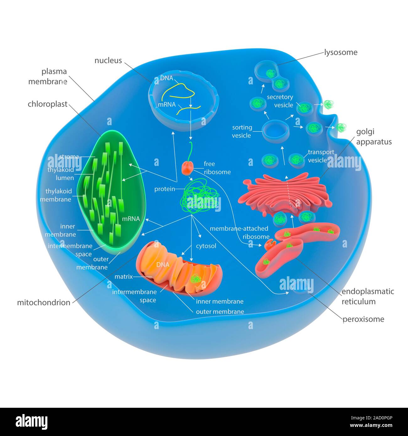 Protein targeting in cells. Illustration of routes followed by proteins ...