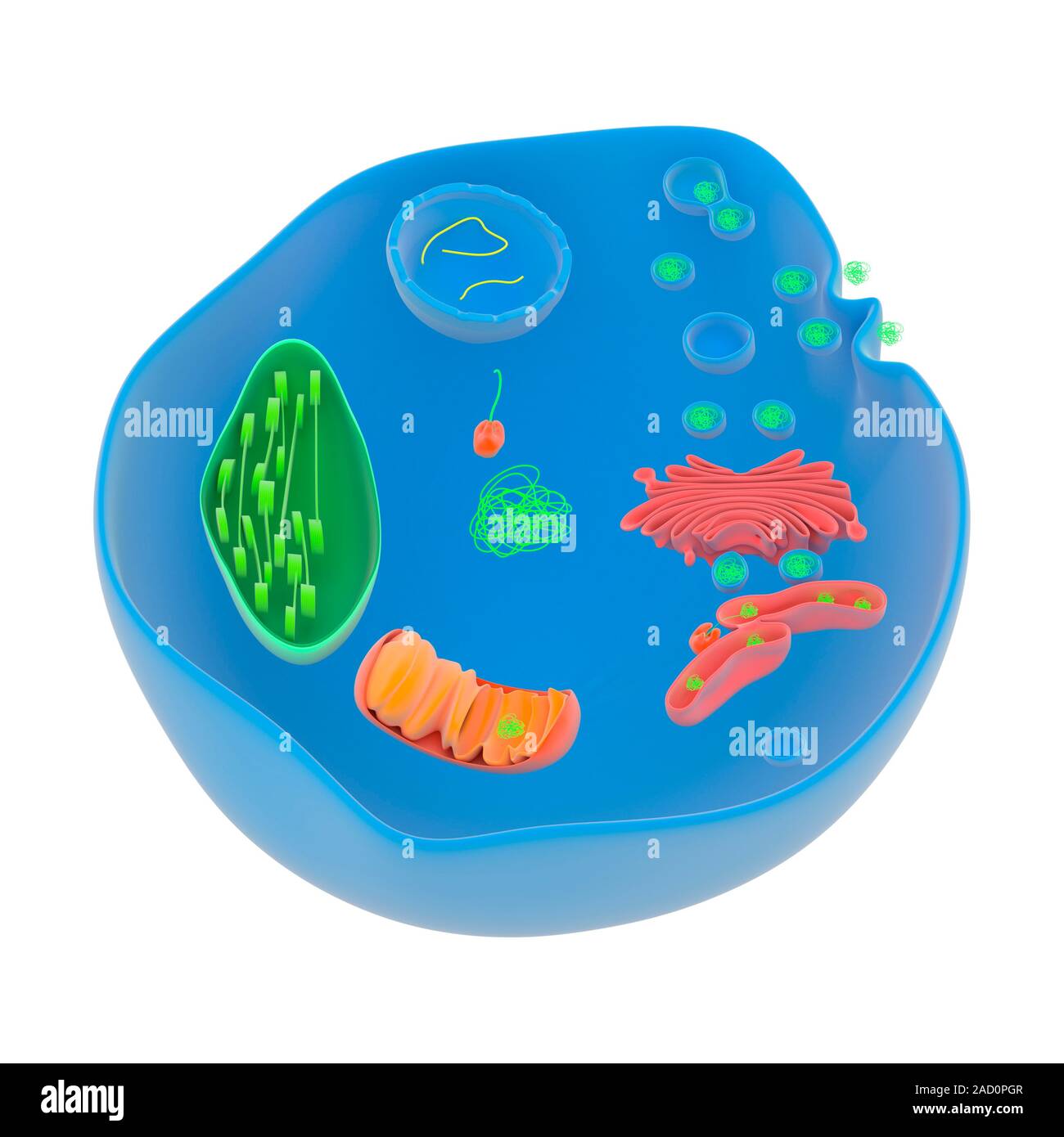 Protein targeting in cells. Illustration of routes followed by proteins ...