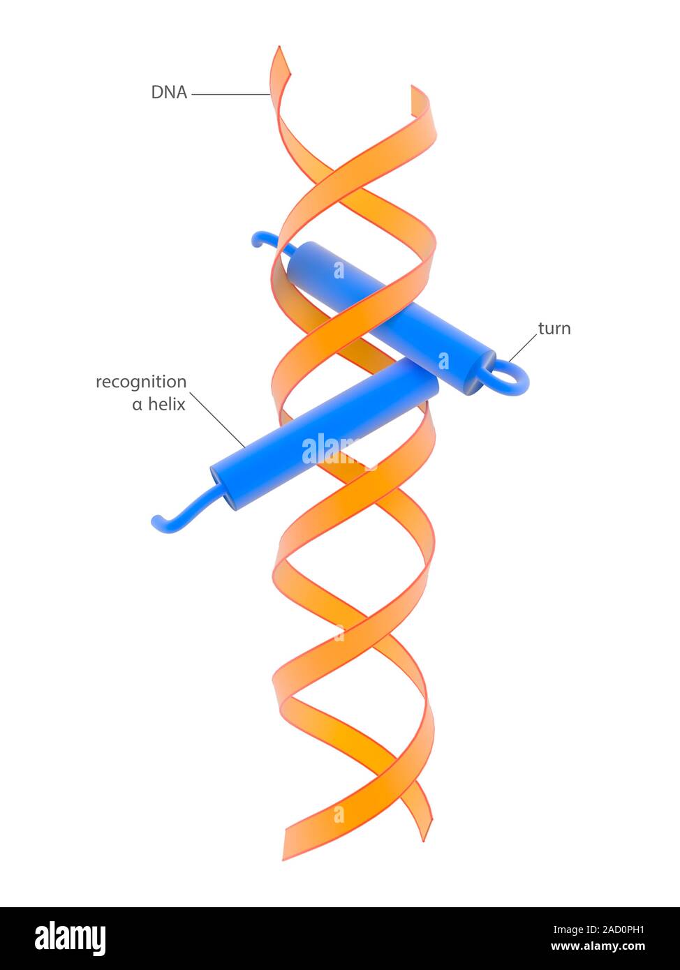 Helix-turn-helix DNA-binding domain. Illustration of a regulatory ...