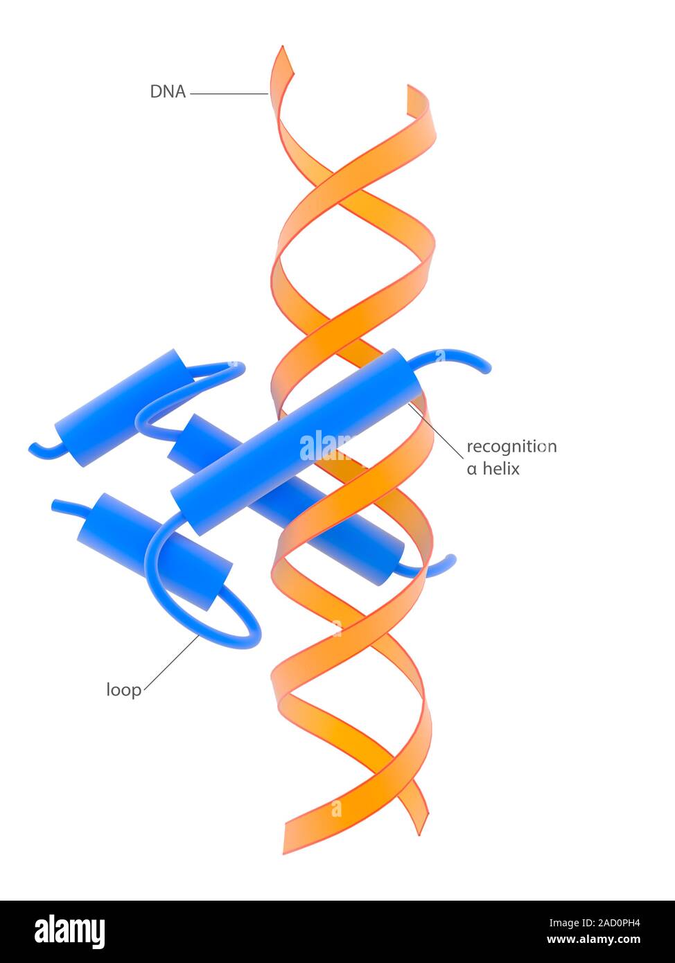Helix-loop-helix DNA-binding domain. Illustration of a regulatory ...