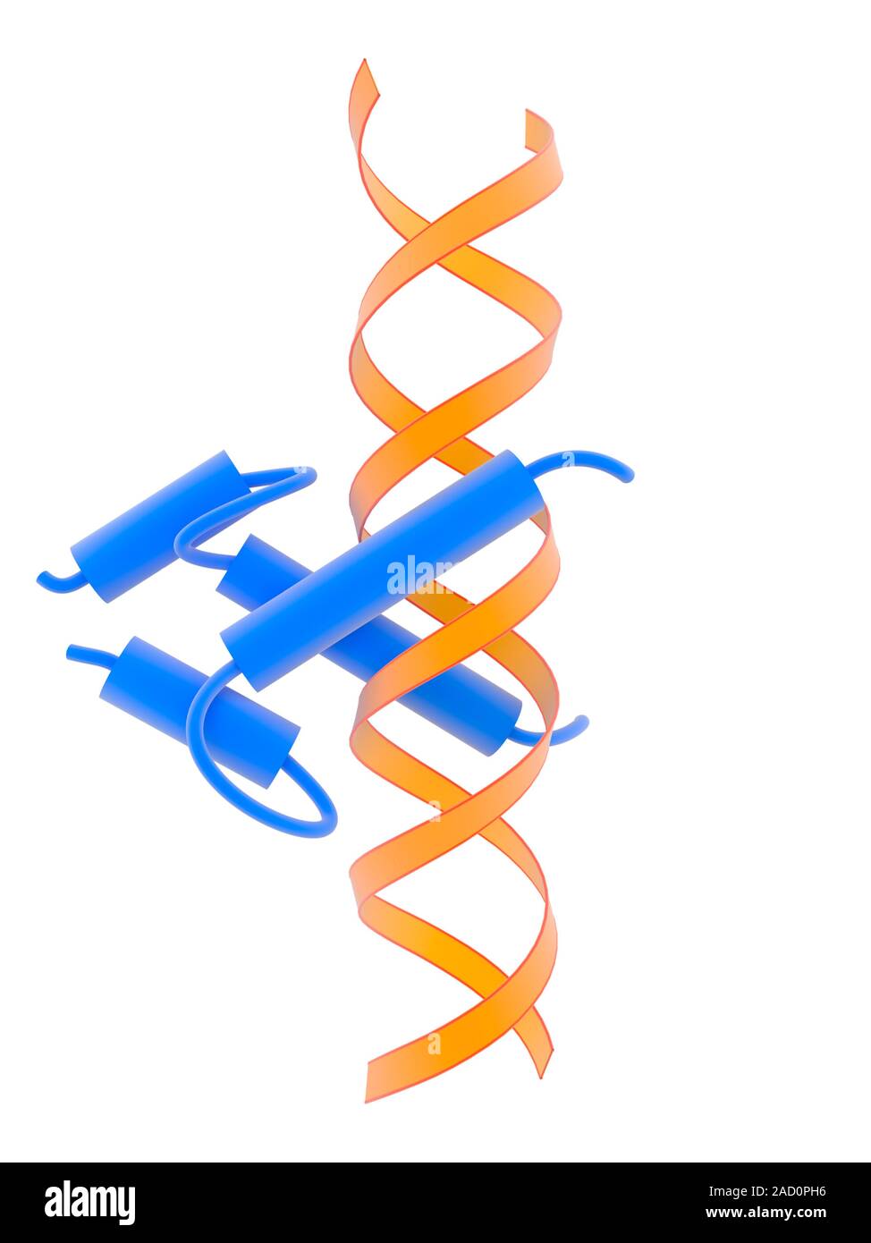 Helix-loop-helix DNA-binding domain. Illustration of a regulatory ...