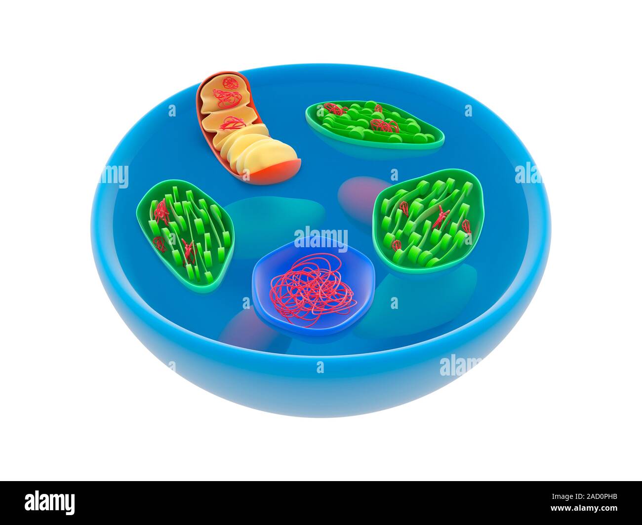 Eukaryotic cell genomes. Illustration showing the genetic material ...