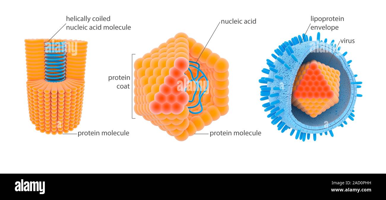 Structure of virions. Illustration of three types of basic structure for virions (virus ...