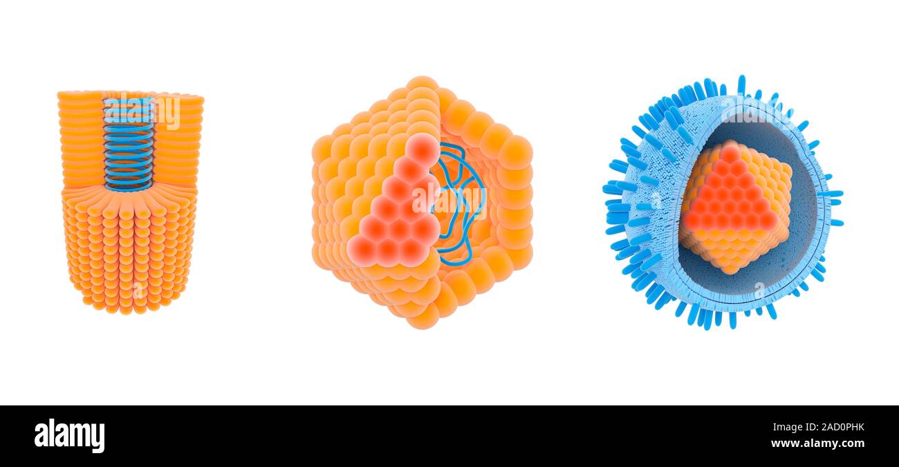 Structure of virions. Illustration of three types of basic structure ...