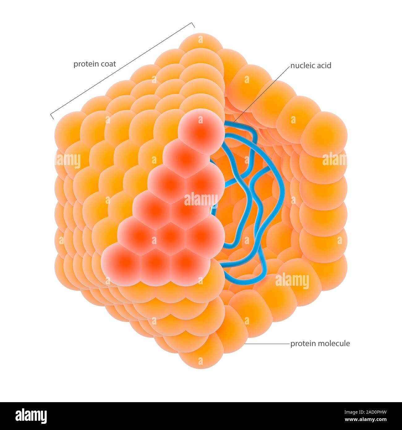 Isometric virion, illustration. Illustration of the structure of an ...