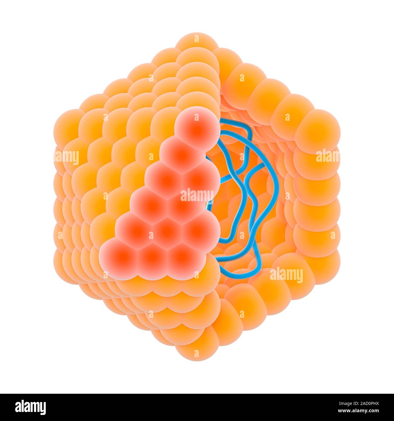 Isometric virion, illustration. Illustration of the structure of an ...