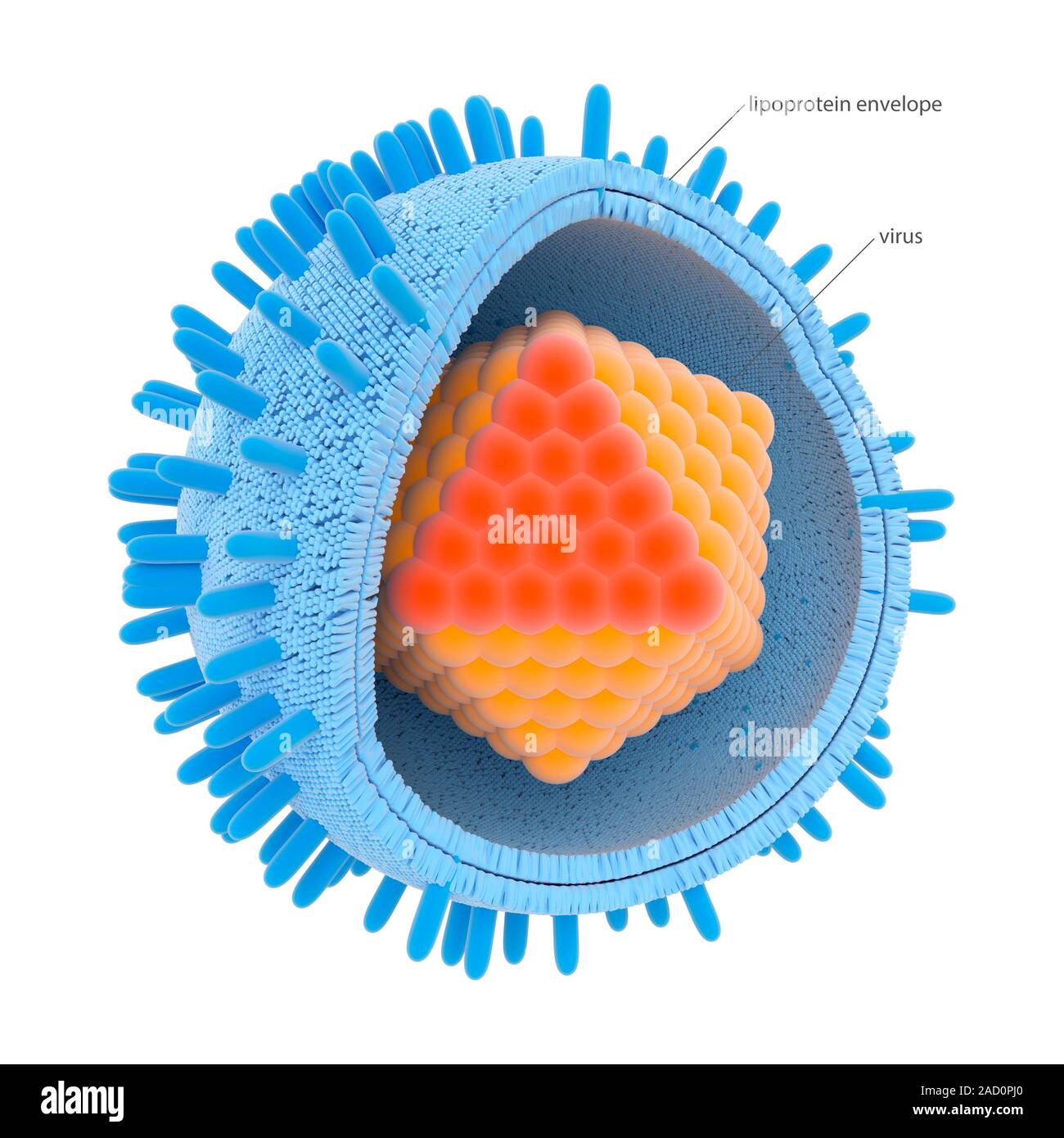 Enveloped virion, illustration. Illustration of the structure of an ...