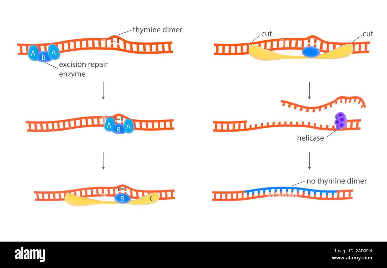 DNA repair mechanism. Illustration of the repair of DNA ...