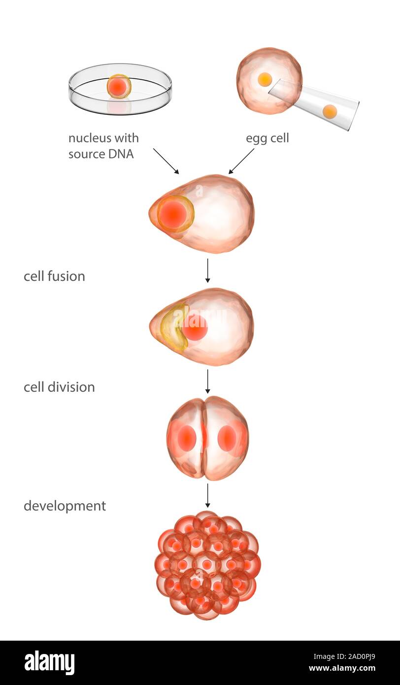 Animal cloning process. Illustration of the stages in cloning an animal ...