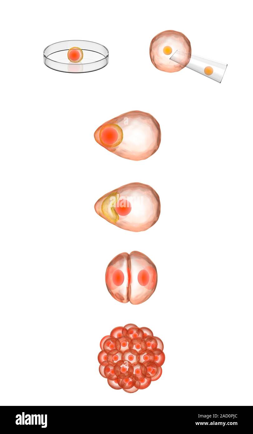 Animal cloning process. Illustration of the stages in cloning an animal ...