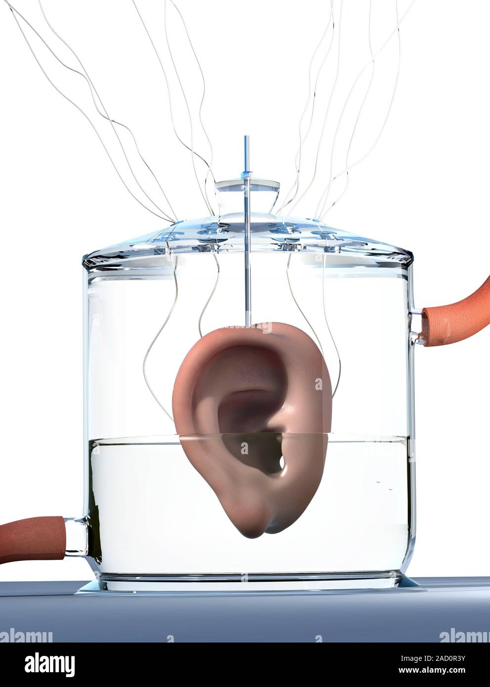 Spare ear, conceptual image. Computer illustration of a spare ear grown ...