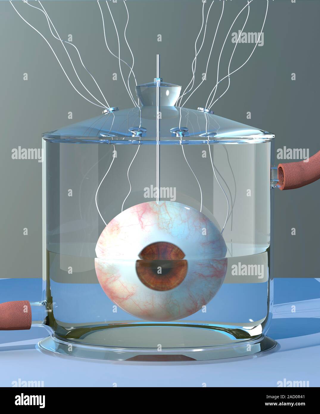 Spare eye, conceptual image. Computer illustration of a spare eye grown ...