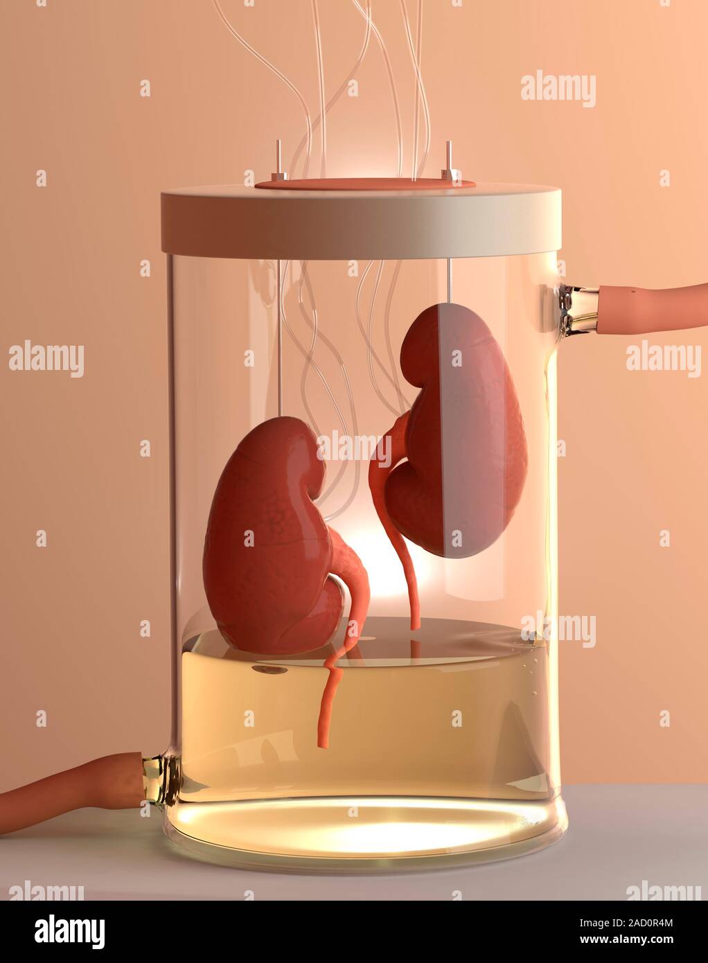 Spare kidneys, conceptual image. Computer illustration of spare kidneys ...