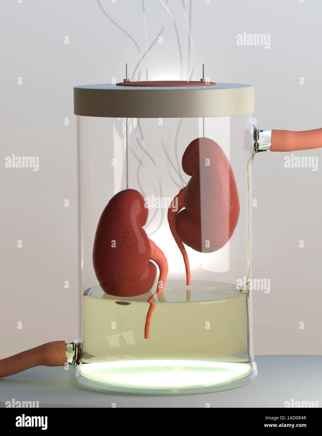 Spare kidneys, conceptual image. Computer illustration of spare kidneys ...