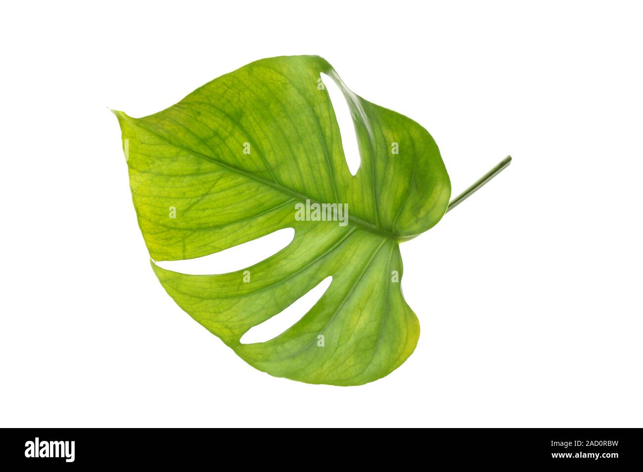 Beautiful vertical wallpaper green Cut Out Stock Images & Pictures - Alamy