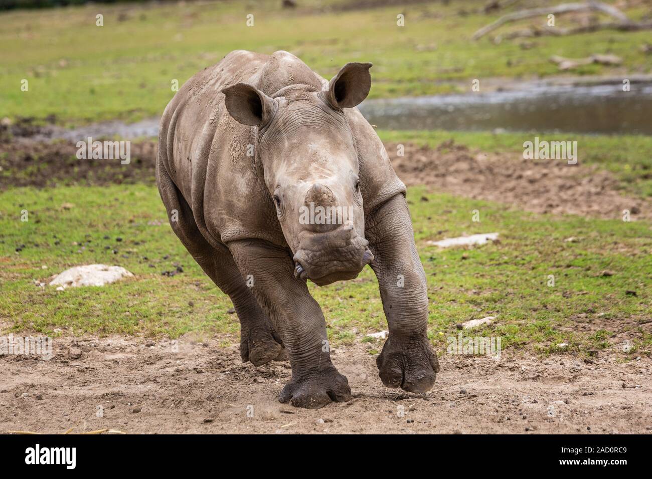 A close up of a running female rhinoceros calf Stock Photo - Alamy