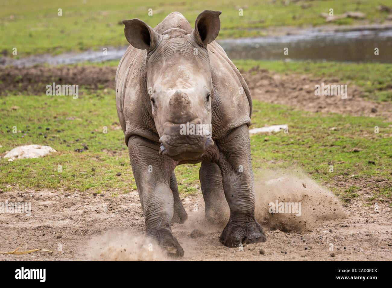 Black rhinoceros running hi-res stock photography and images - Alamy