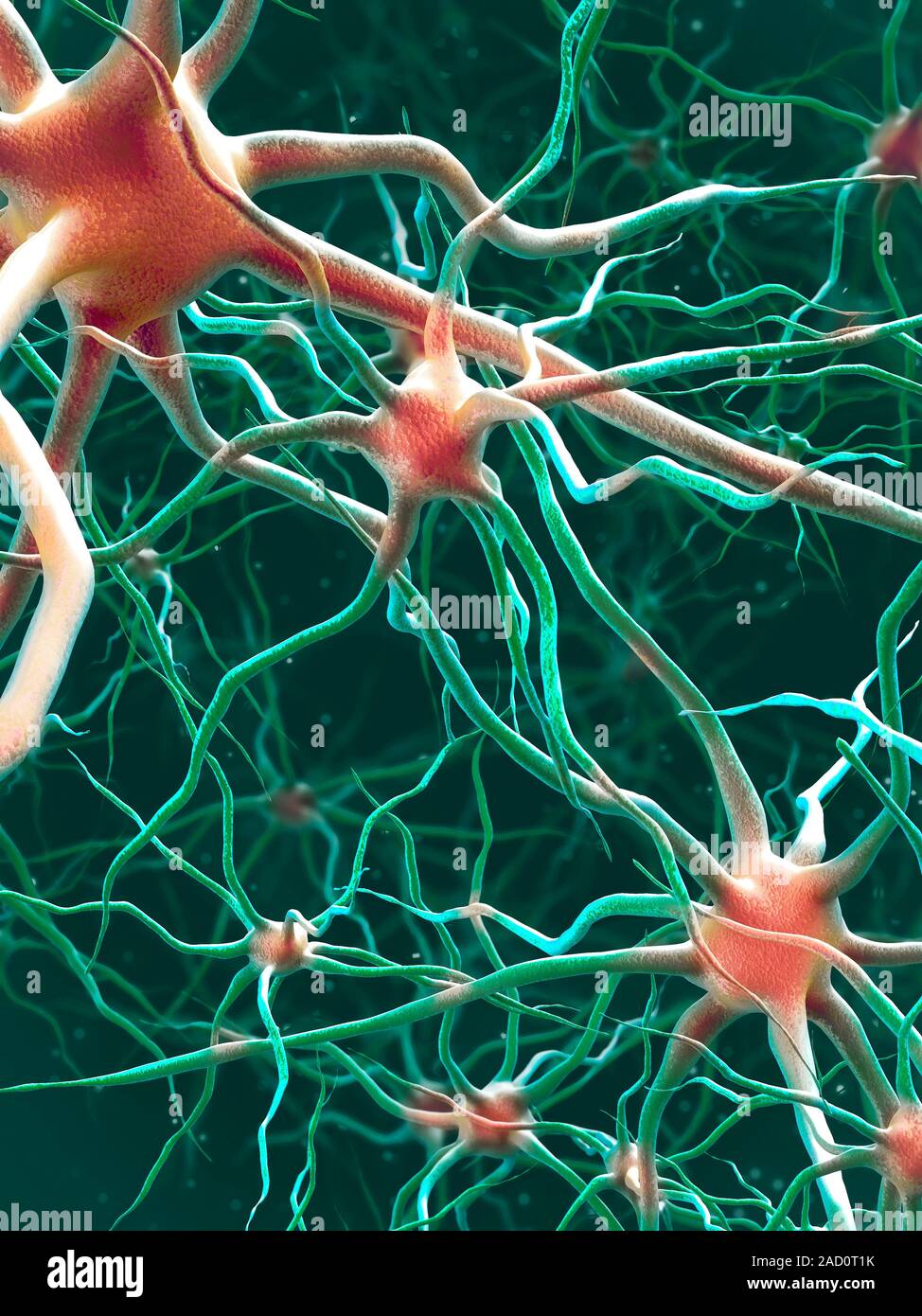 Neural network. Computer illustration of nerve cells, or neurons ...