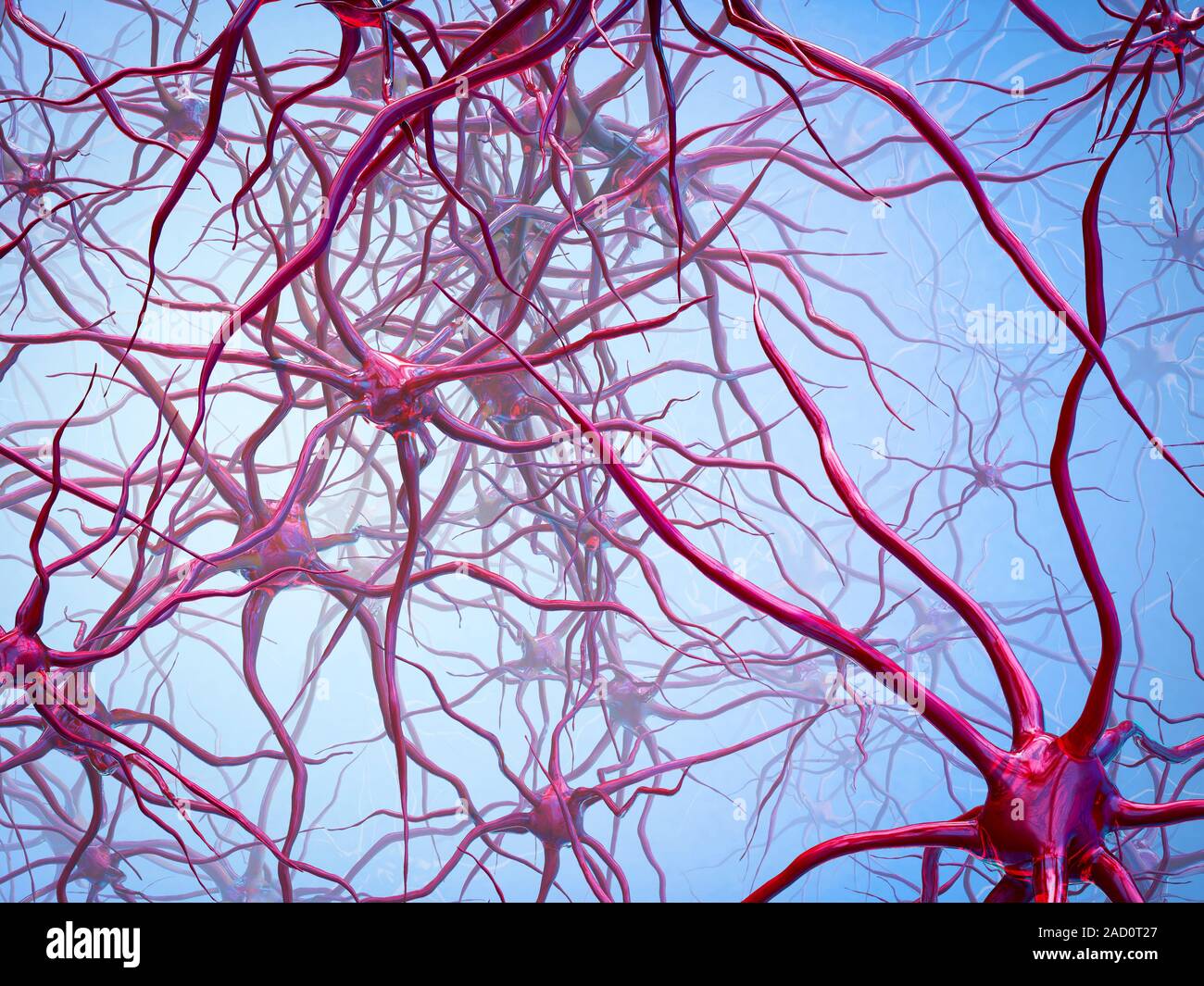 Neural network. Computer illustration of nerve cells, or neurons ...