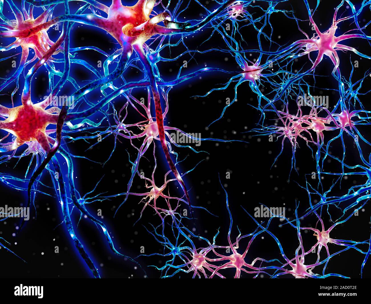 Neural network. Computer illustration of nerve cells, or neurons ...