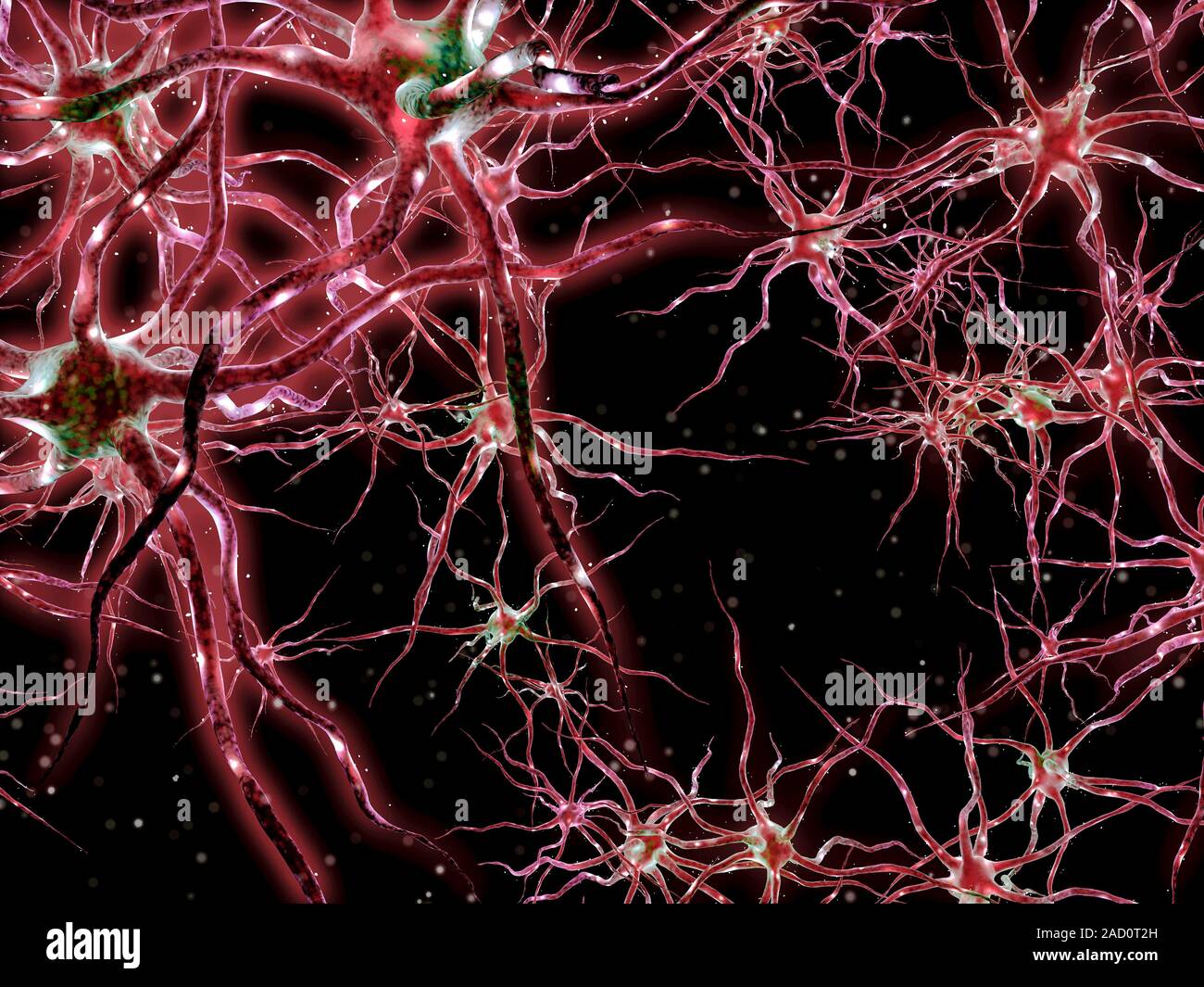 Neural network. Computer illustration of nerve cells, or neurons ...