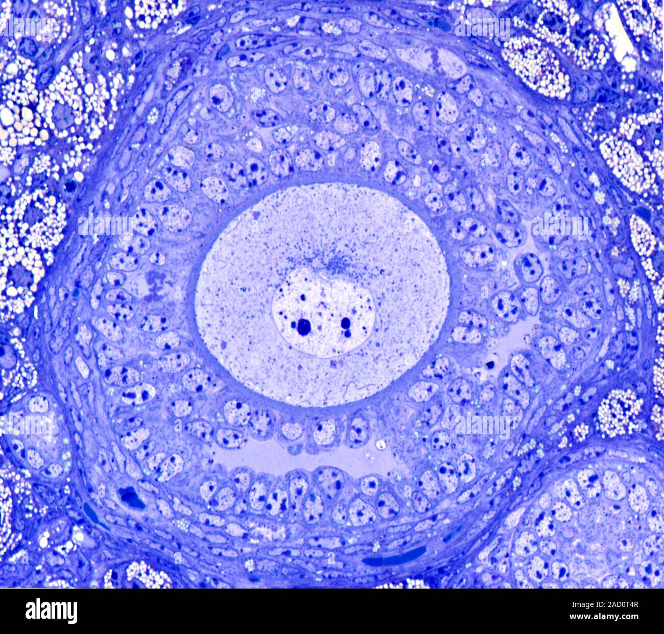 Light microscopy of a growing ovarian follicle at the early antral ...