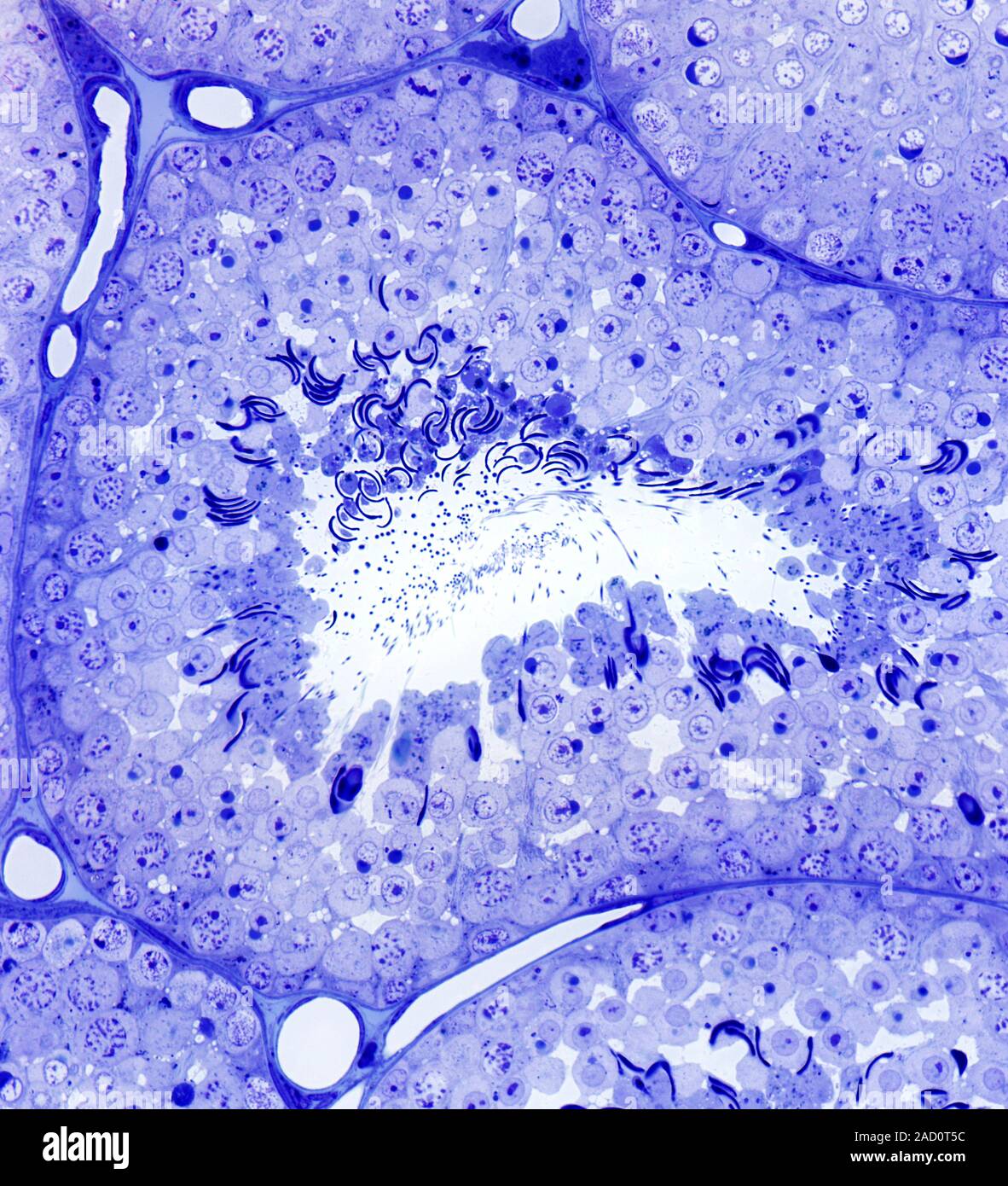 Light microscopy of a seminiferous tubule in the testis showing full ...