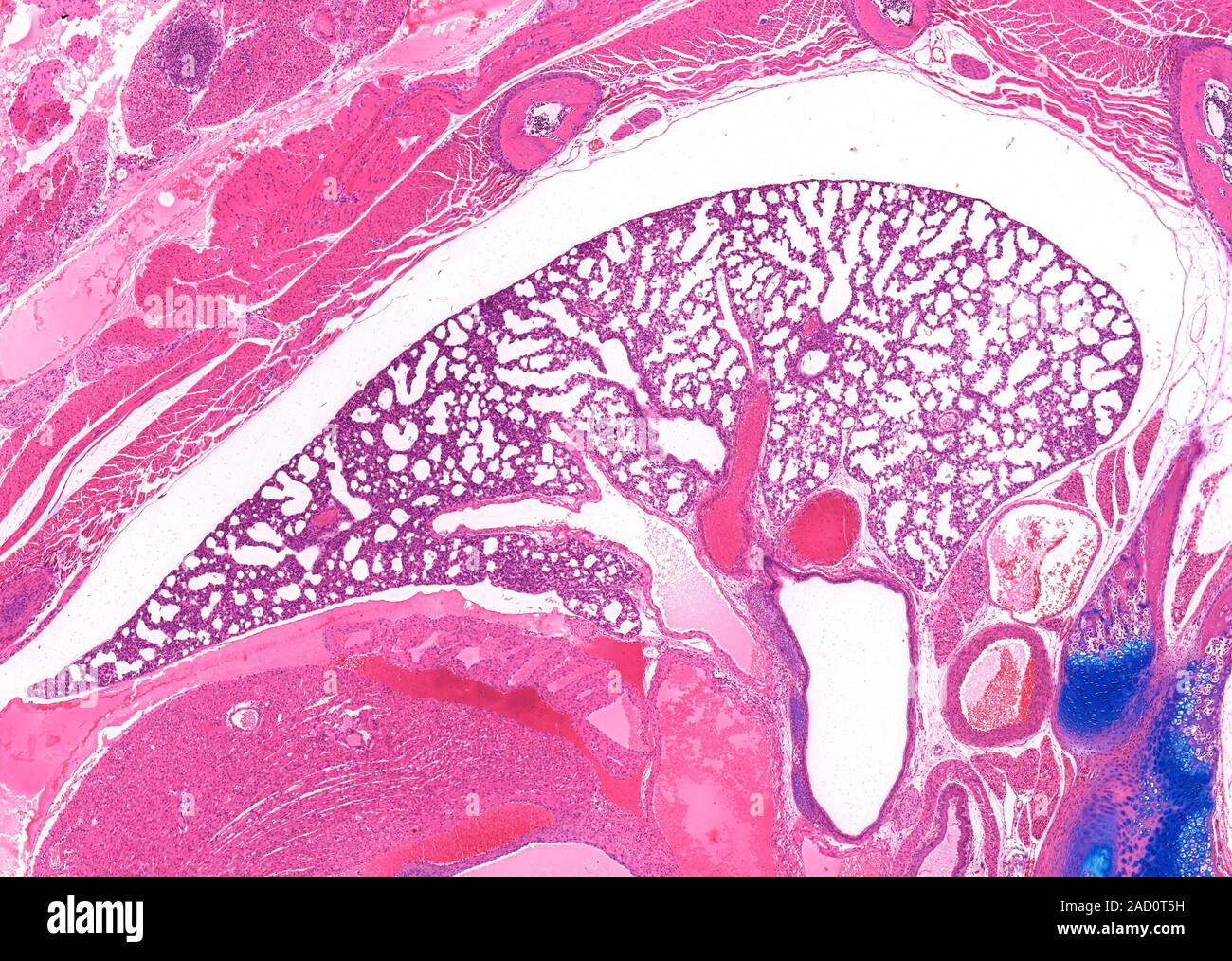 Light microscopy of a fetal rat lung. The large empty structure ...