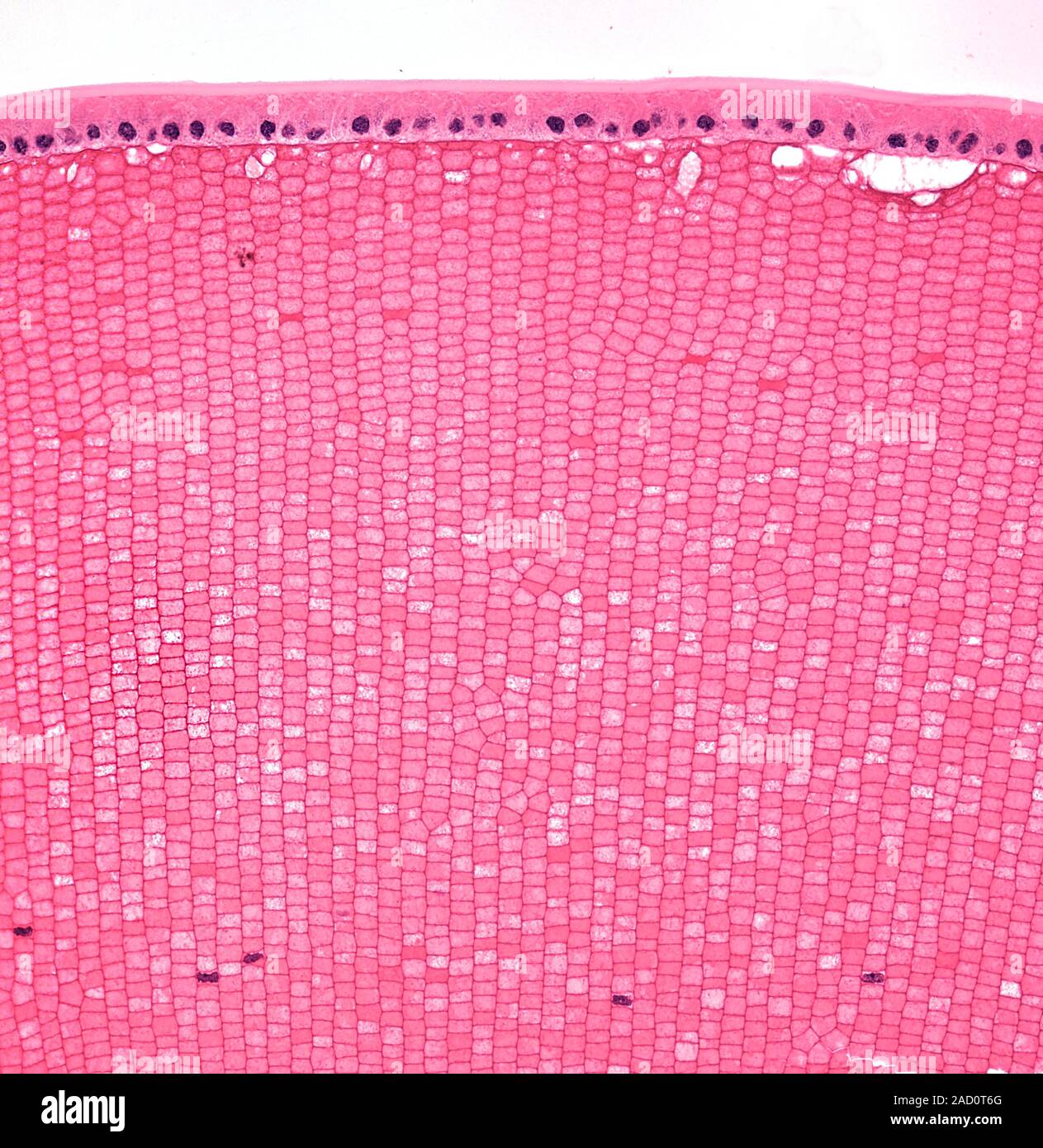 Light microscopy of fibres in the lens of the eye. The lens is covered ...