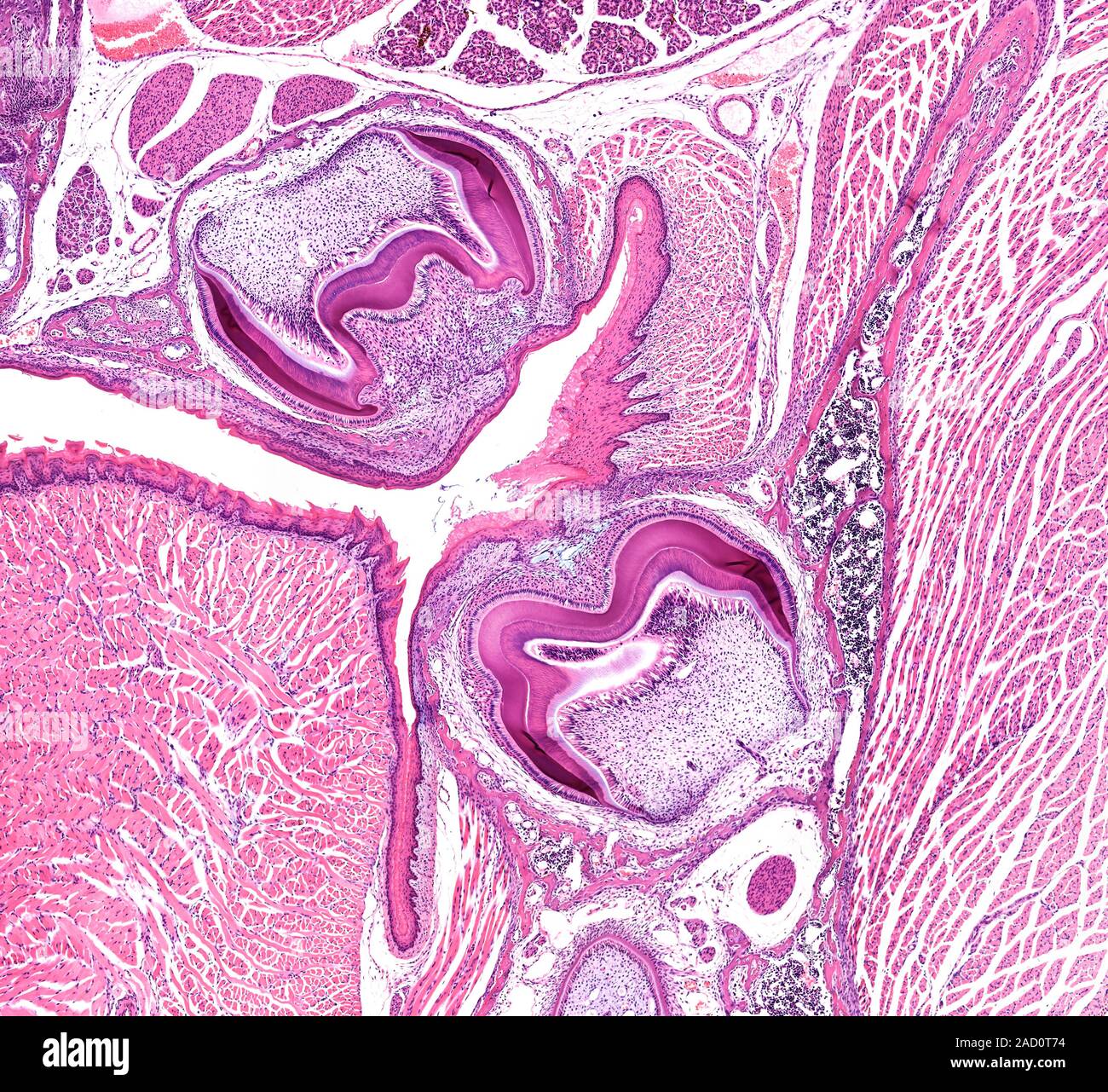 Light microscopy of fetal teeth in an advanced stage of development ...
