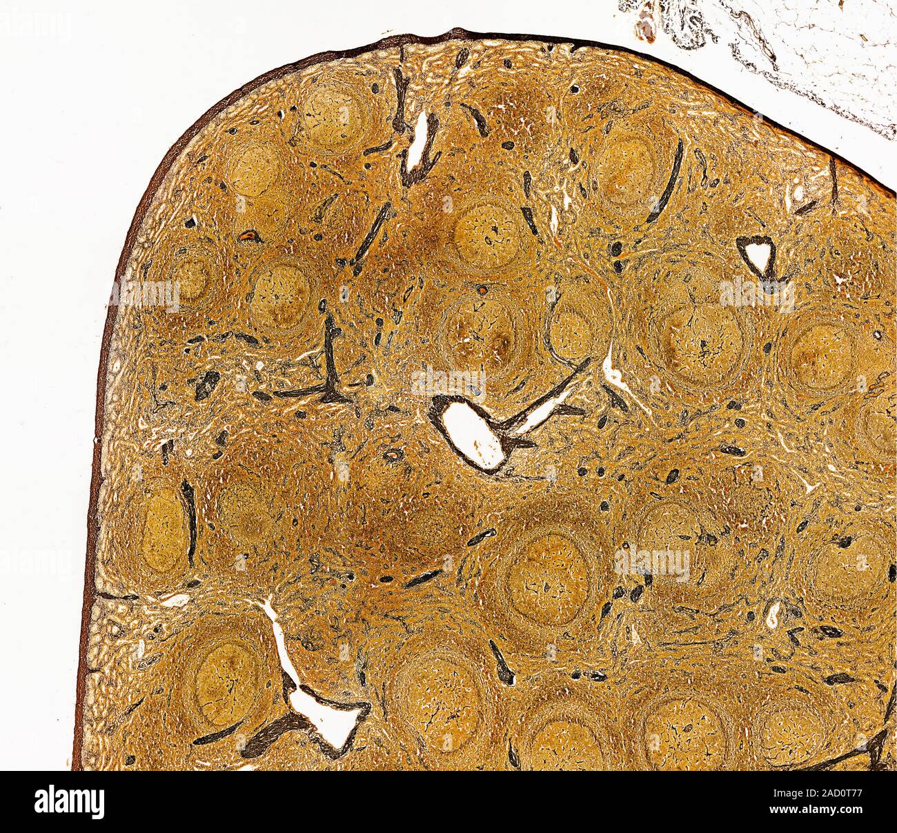 Light microscopy of the spleen, showing the internal organization with ...