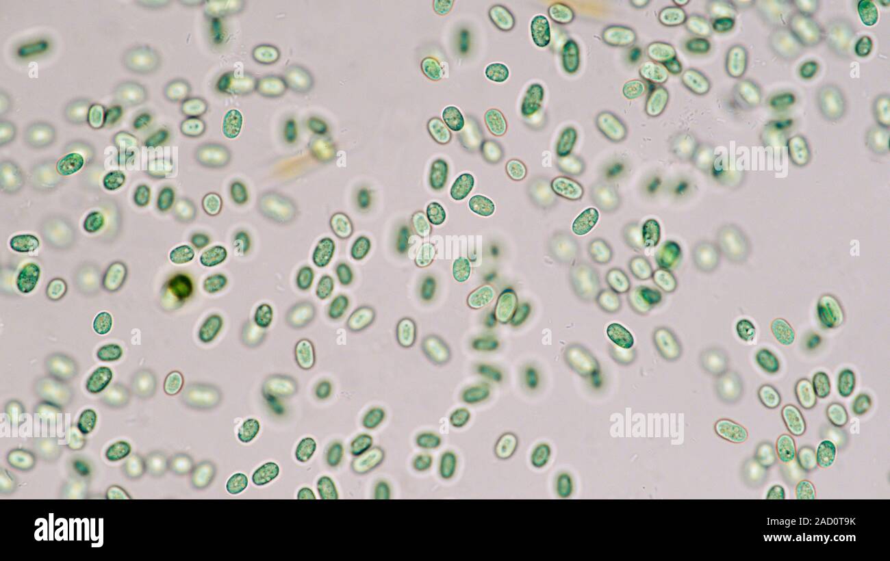 Aphanothece stagnina (Sprengel) A.Braun, 1863 Colony-forming blue-green ...