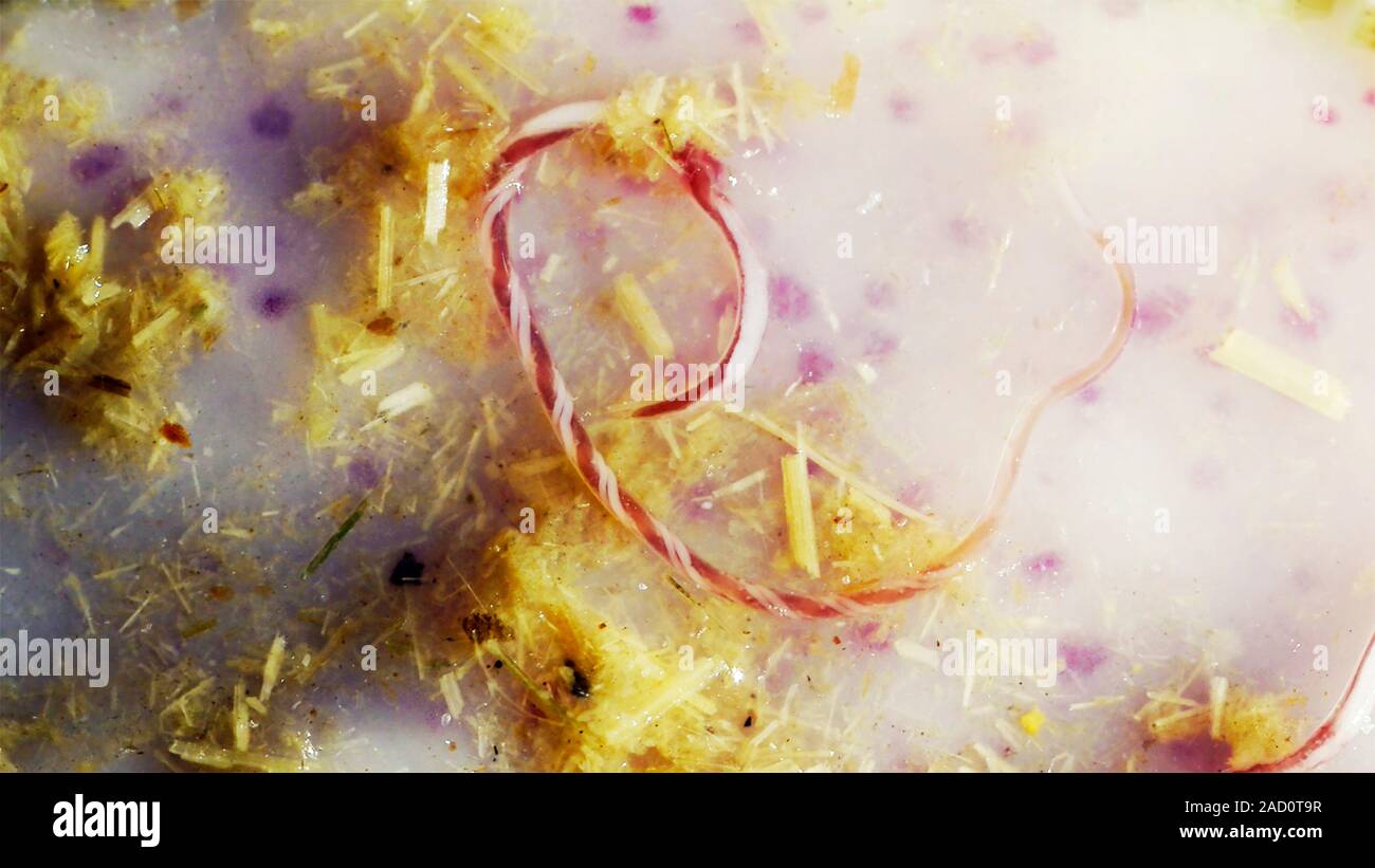 Haemonchus contortus, also known as the barber's pole worm, is very ...