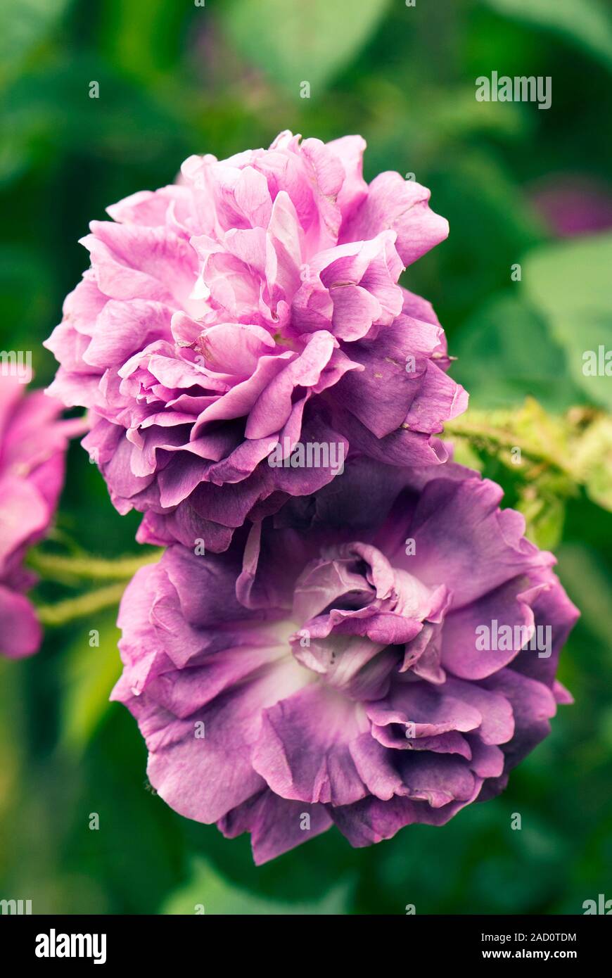 Rose (Rosa ' William Lobb') flowers Stock Photo - Alamy