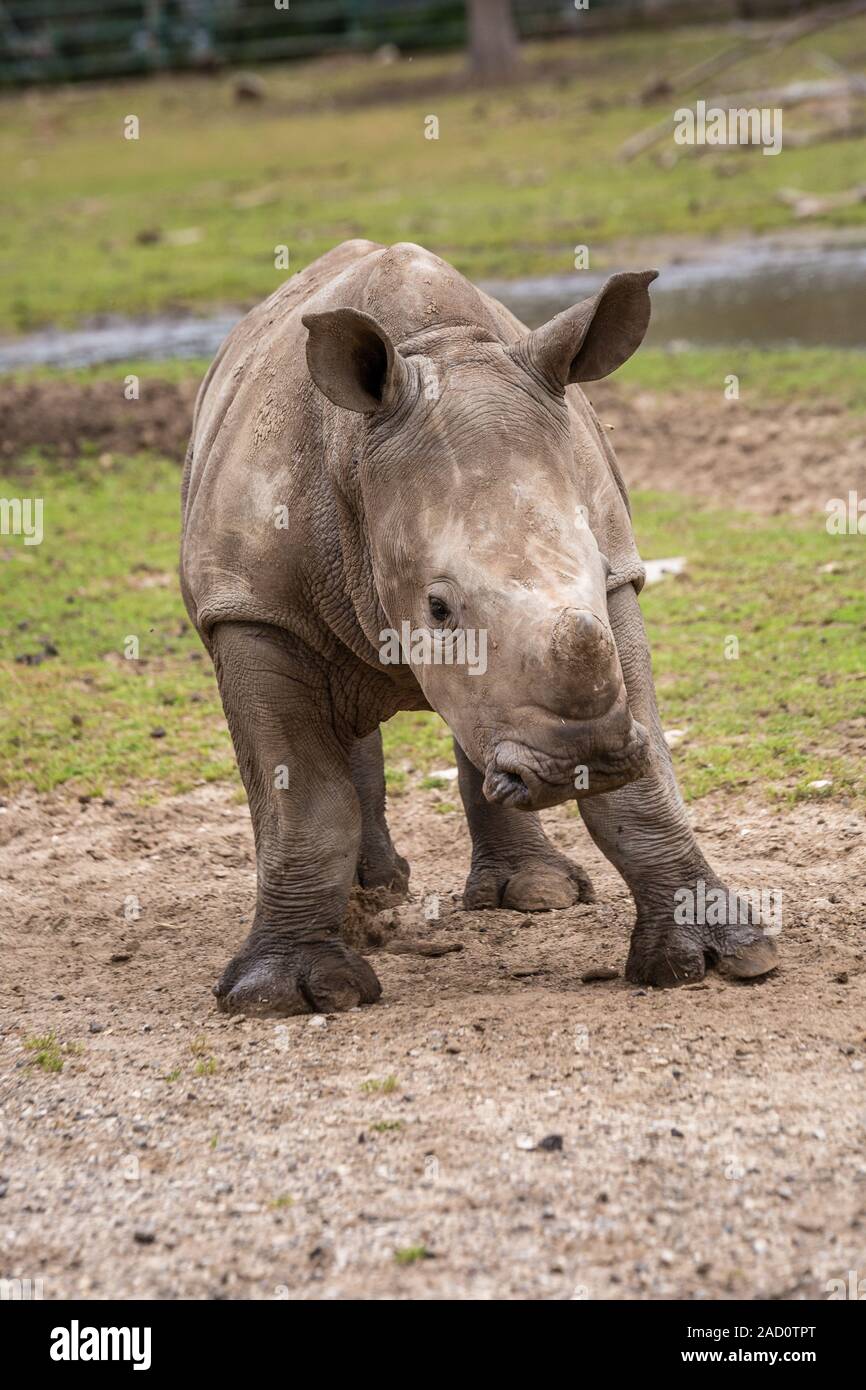 Black rhinoceros running hi-res stock photography and images - Alamy