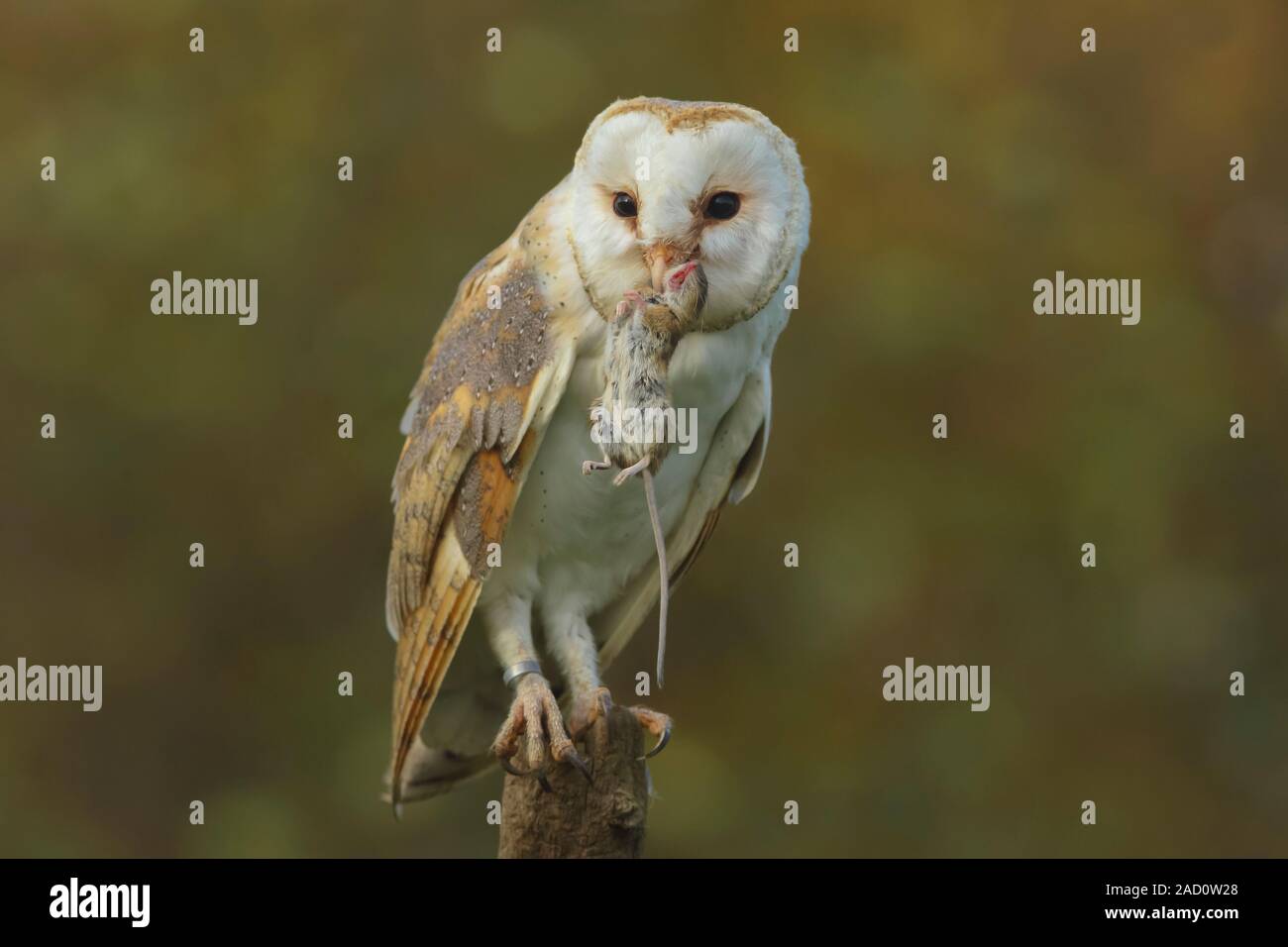 Barn Owl caught a Mouse Stock Photo - Alamy