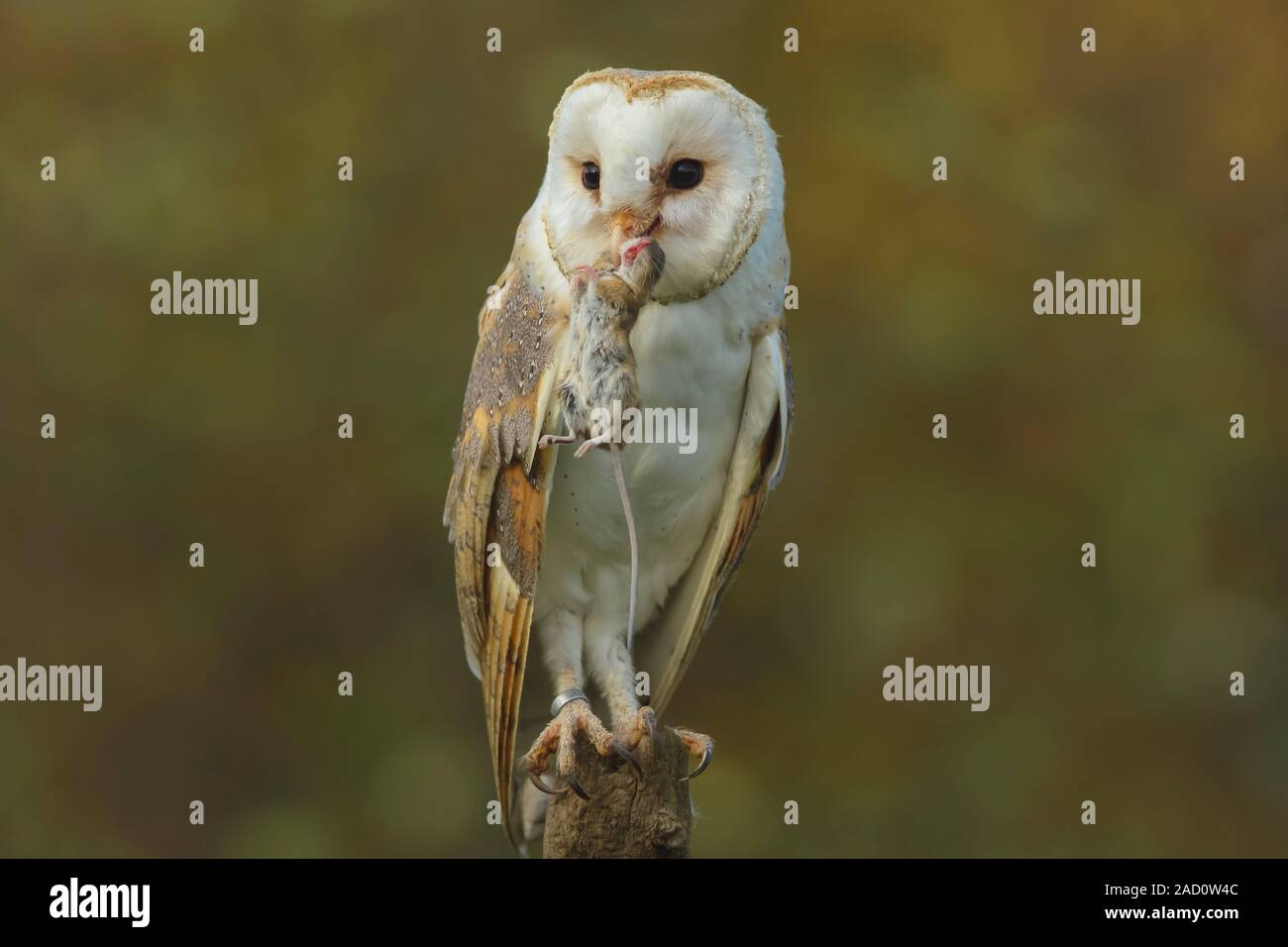 Barn Owl with Mouse Stock Photo - Alamy