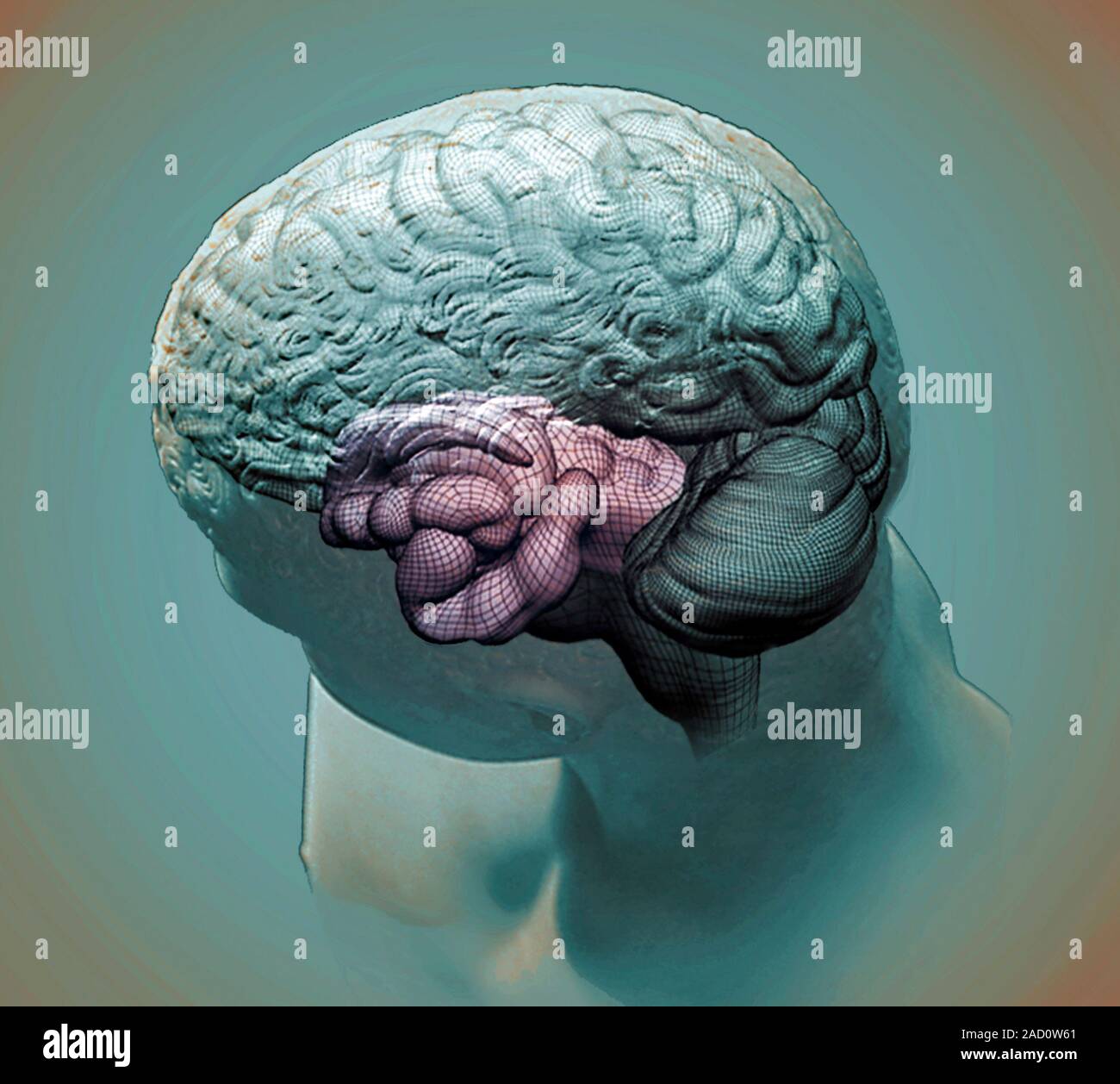 Brain and hippocampus. Coloured 3D computed tomography (CT) scan of the ...