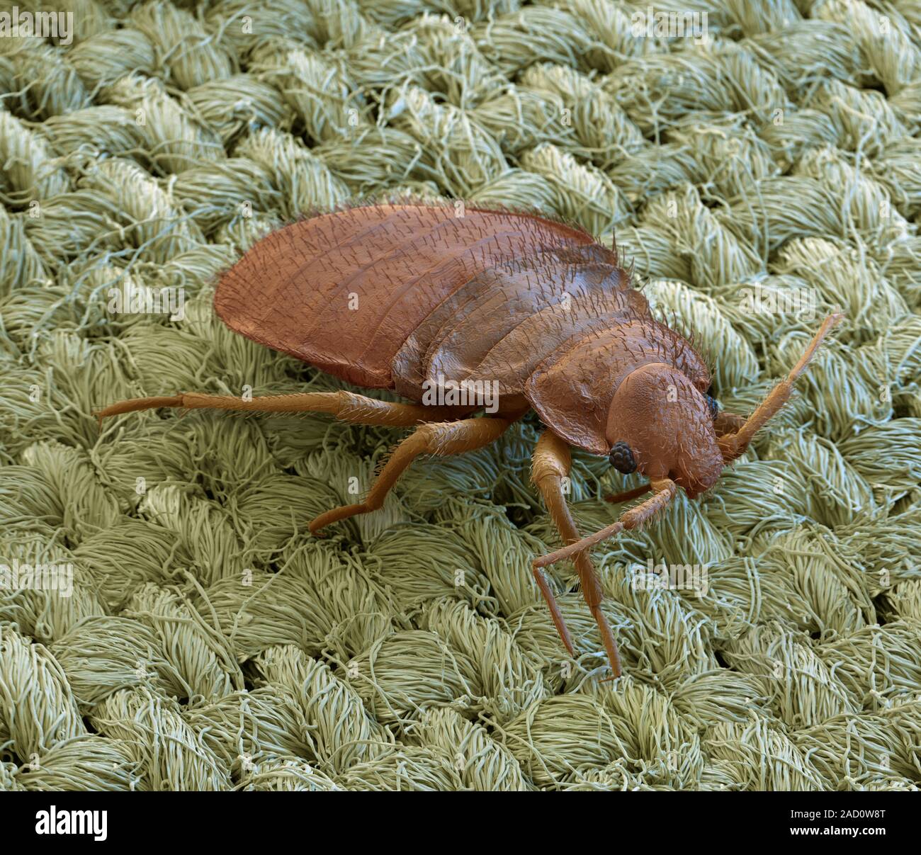 Bed bug (Cimex lectularius), coloured scanning electron micrograph (SEM ...