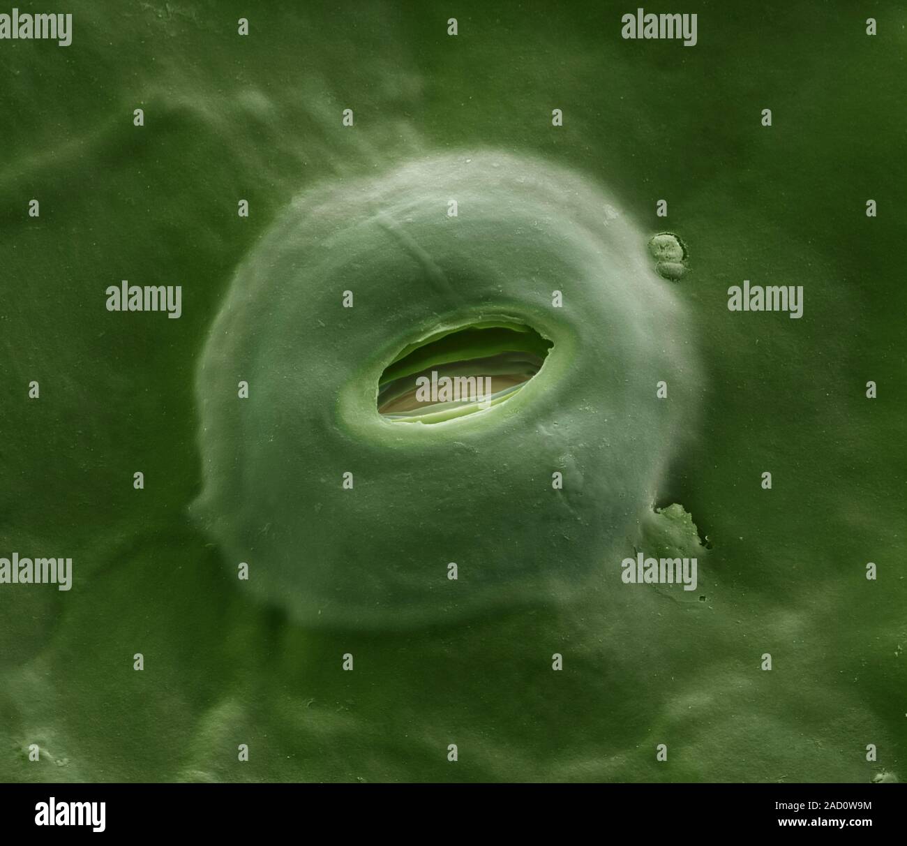 Beech stoma. Coloured scanning electron micrograph (SEM). of a stoma on ...