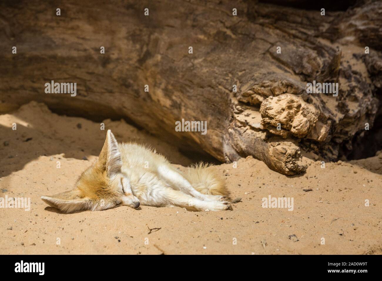 Fennec Fox In The Wild Sleeping