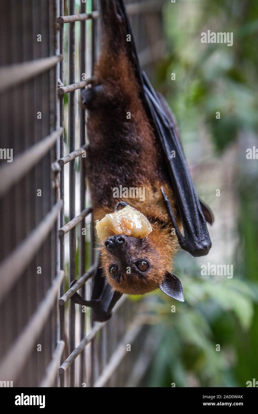 Flying foxes night hi-res stock photography and images - Alamy