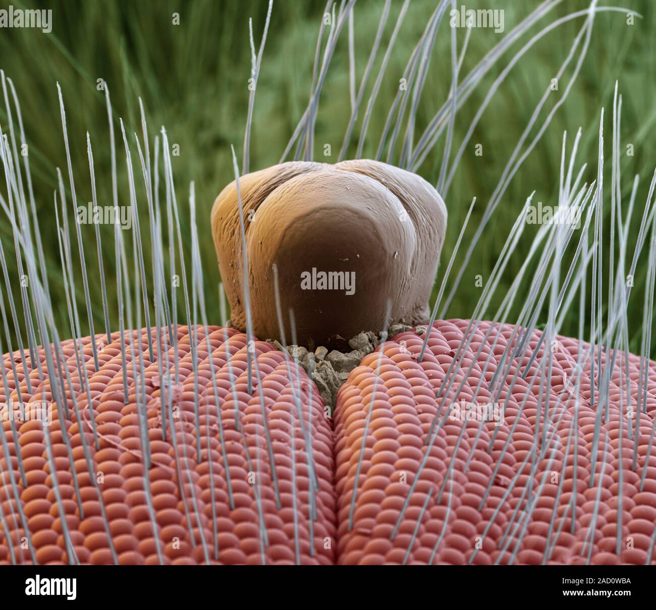 Fly eyes. Coloured scanning electron micrograph (SEM) of a close-up of ...