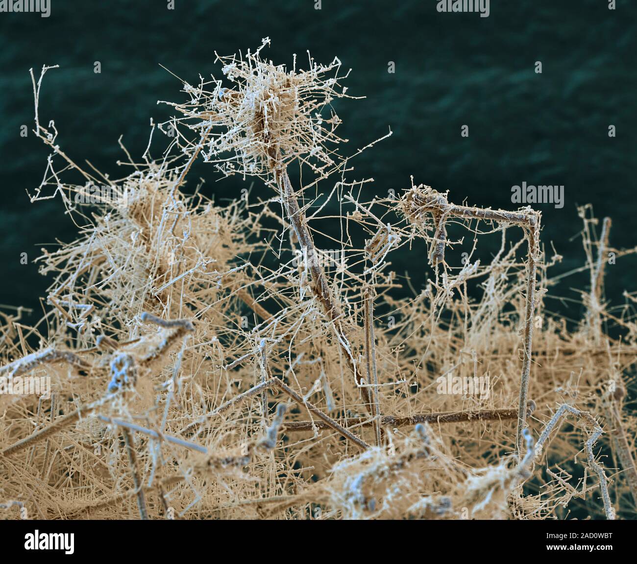Crystalline manganese, coloured scanning electron micrograph (SEM ...