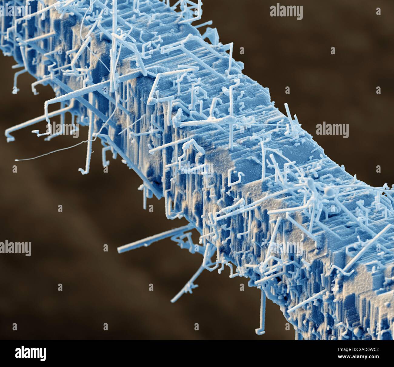 Crystalline manganese, coloured scanning electron micrograph (SEM ...