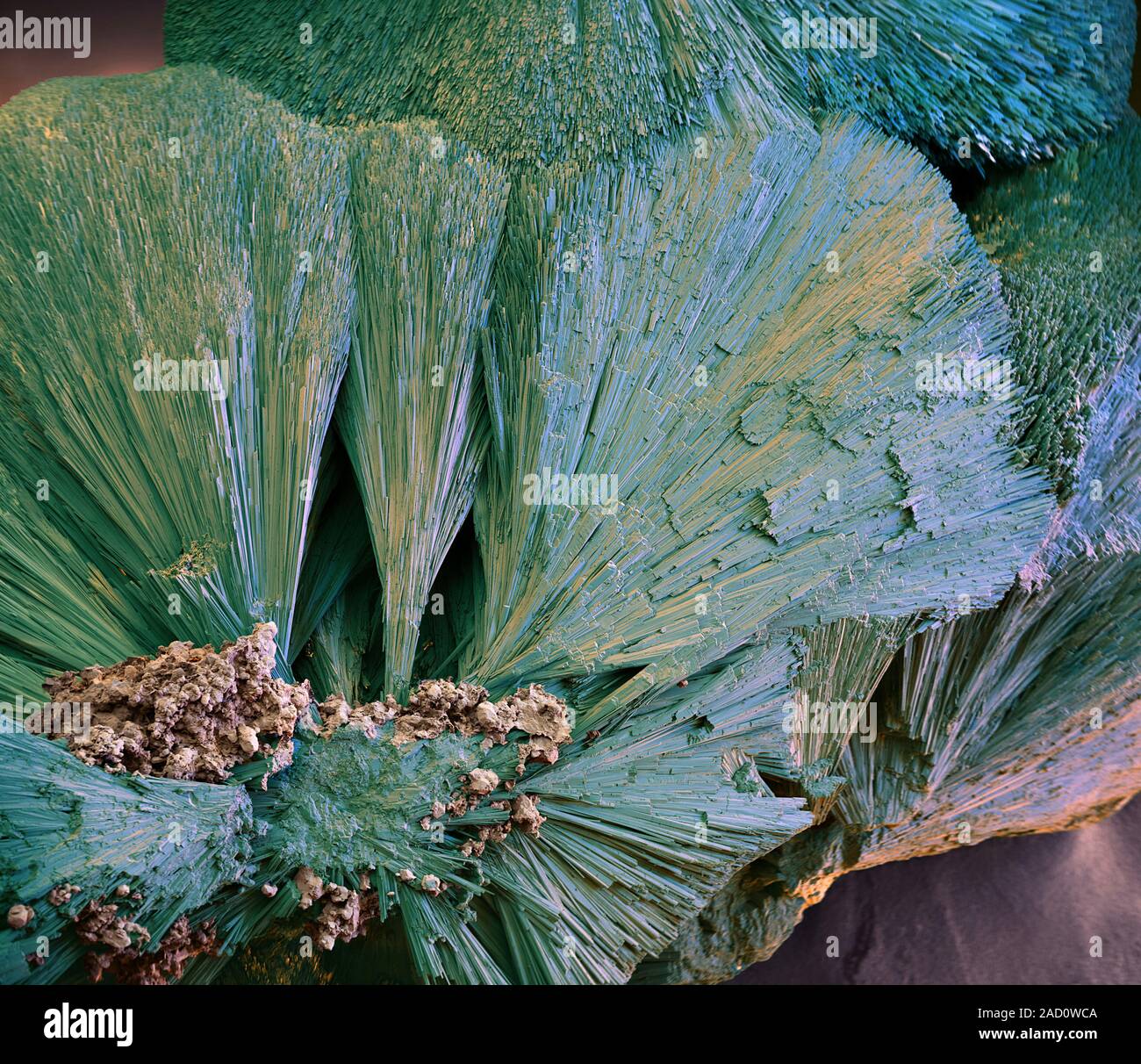 Malachite crystals, coloured scanning electron micrograph (SEM). This ...