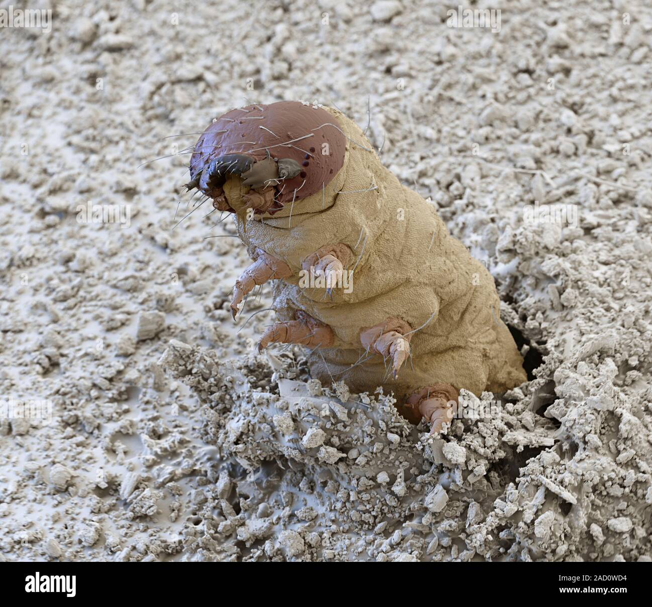 Flour moth caterpillar. Coloured scanning electron micrograph (SEM) of ... Flour moth caterpillar. Coloured scanning electron micrograph (SEM) of ...