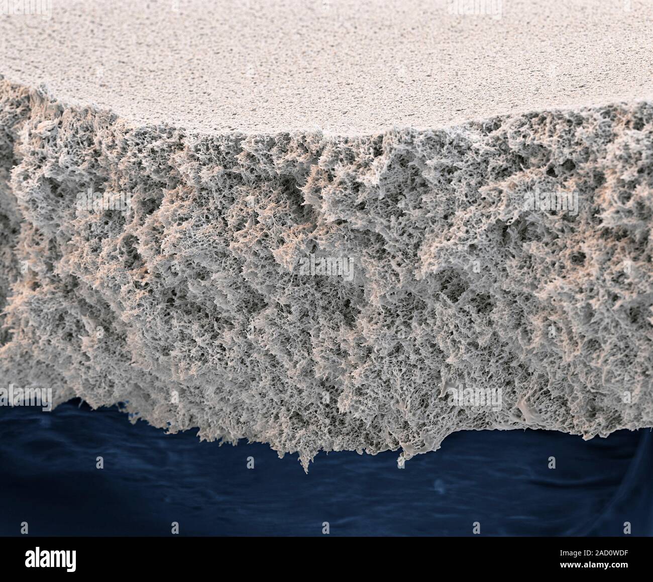 Nucleopore filter. Coloured scanning electron micrograph (SEM) of a ...