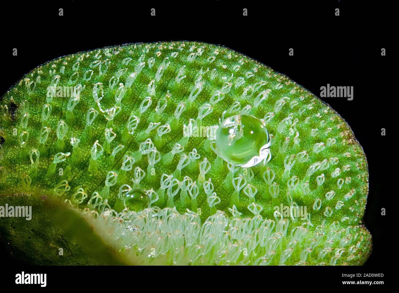 Water on floating fern (Salvinia natans). Close-up of a water droplet ...