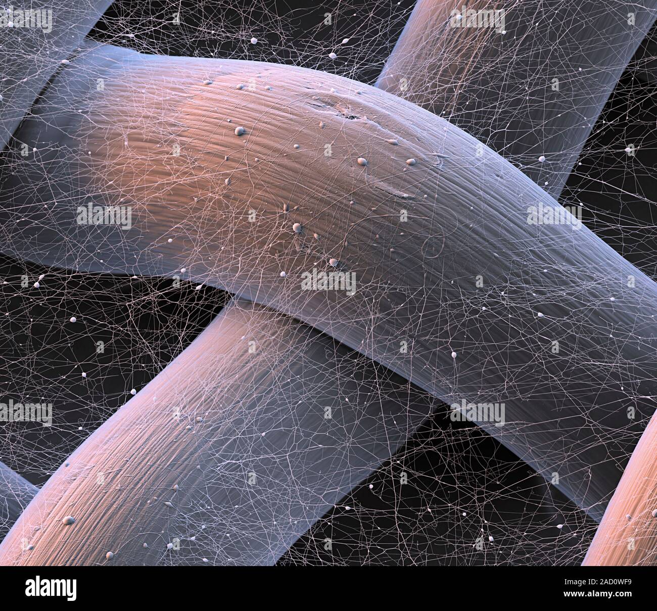 Spider silk from bacteria. Coloured scanning electron micrograph (SEM ...